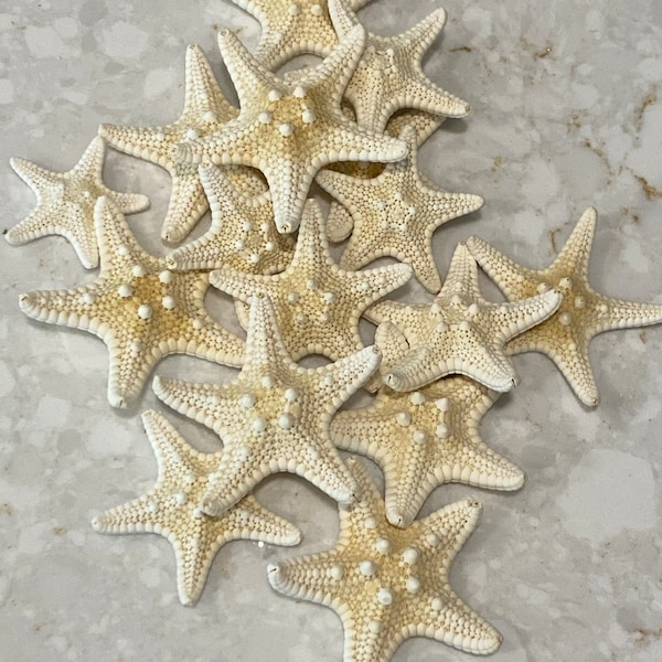 25 Pcs White Bleached Knobby Starfish Decorations Beach Ocean 1-2" - Etsy