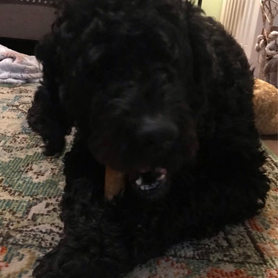 Small Dog Himalayan Yak Milk Bones Dog Chews for Small Dogs Organic ...