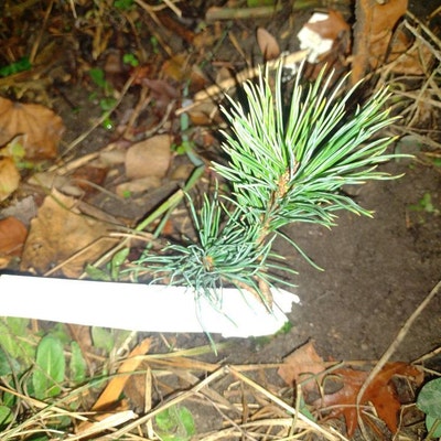 Pinus Strobiformis, Southwestern White Pine or Mexican White Pine ...