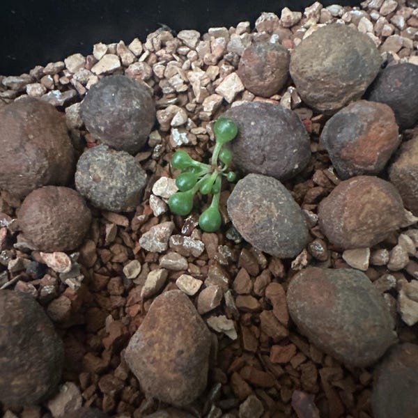 Ledebouria Sp. Barberton - Etsy