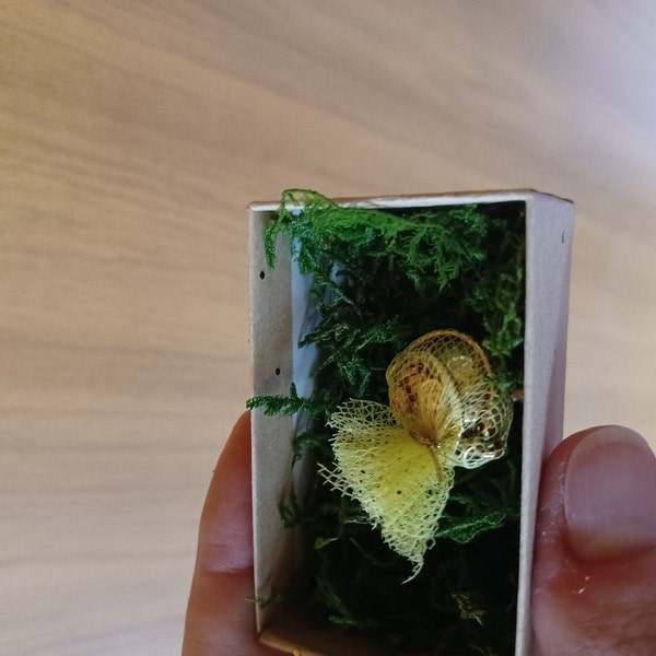 St. Patrick's Day Pot of Gold Coins for a Leprechaun (miniature) - Etsy