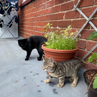 Plain Printable Paper Wristbands Custom Party Events Strap Festivals ...