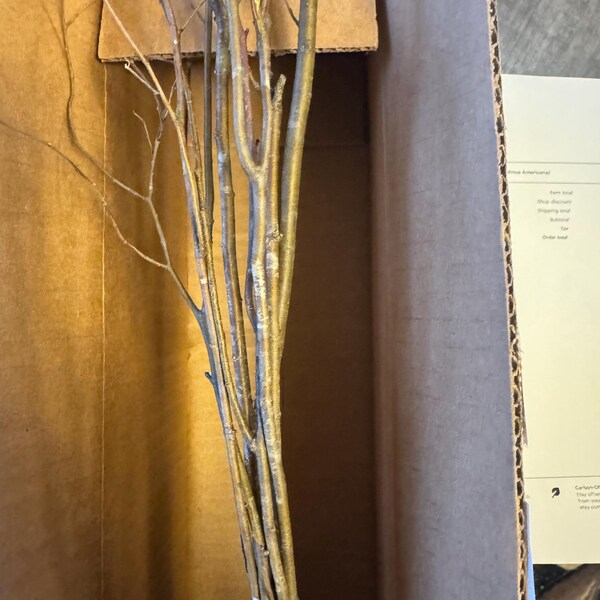 Chinese Elm Quart Container - Etsy