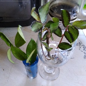 Rare Polynesian Ivy Trailing Watermelon Vine - Pellionia Repens ...