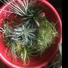 Tillandsia Stricta Iridescent Air Plants - Etsy