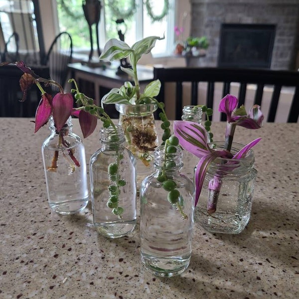 Set of 3 Propagation Jars 3.4 Ounces, With Cork Lids. - Etsy