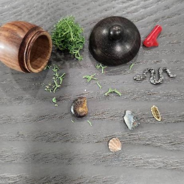 Curiosity Acorn - Trinket Trove - Etsy