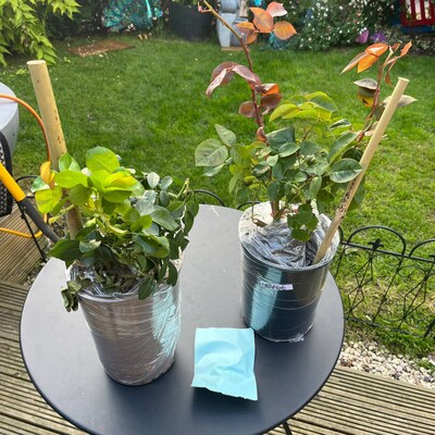 Happy Retirement Rose Bush Gift Wrapped Help A Colleague or Friend ...