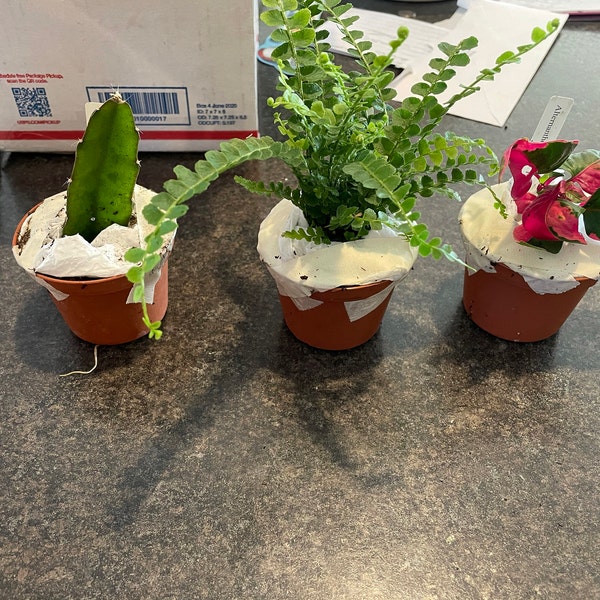 Dragon Fruit, Hylocereus 'edgar's Baby' Rooted Plant Shipped in 3" Pot ...