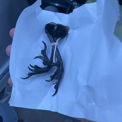 One Pair 2 Crow Feet Foot Talon Claws Taxidermy Fetish Curio Bones Art ...