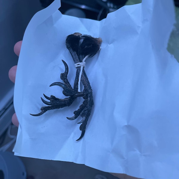 One Pair (2) Crow Feet Foot Talon Claws ~ Taxidermy Fetish Curio Bones ...