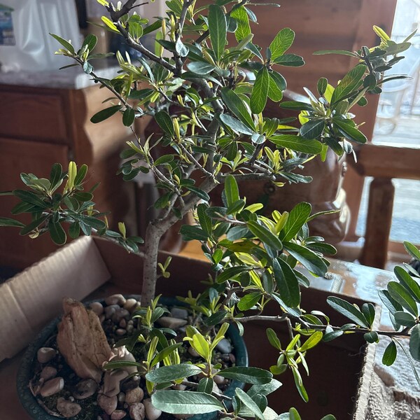 Rare Dwarf Mulberry Bonsai Tree, "wake up the World" Collection From Rare and Exotic Bonsai - Etsy