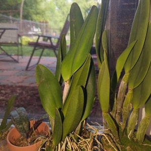 Rby. Copper Queen 'H&R' Near Blooming Size Brassavola - Etsy