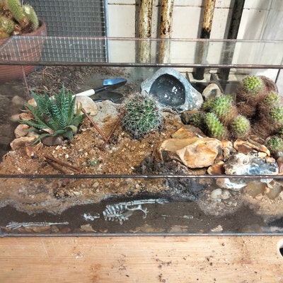 Large Closed Terrarium With Removable Top Check Out the - Etsy UK