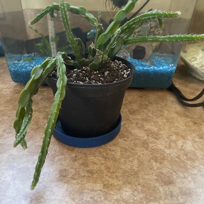 Rhipsalis Paradoxa Chain Cactus Rare Succulent Live Cacti Plant - Etsy