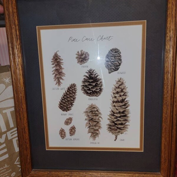 Pine Cone Chart Print - Watercolor Pine Cones, Pine Cones, Nature Print ...