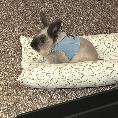 Mini Dot Pattern Harness for Only Rabbit Bunny, Dress Harness and Leash ...
