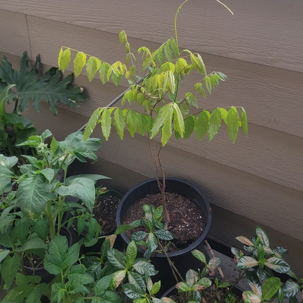 Red Dogwood Cherokee Chief Tree Beautiful Red Blooms 1-2ft Tall Now - Etsy