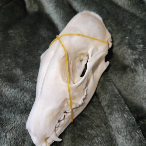 Fox Skull, Taxidermy, Animal Skull Collection Lover Gift, Exotic Nature ...