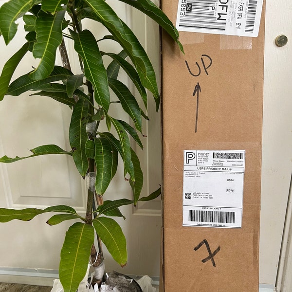 Lychee Tree - Air Layered/ Large Roots and Ready to Plant : Hak Ip - Etsy