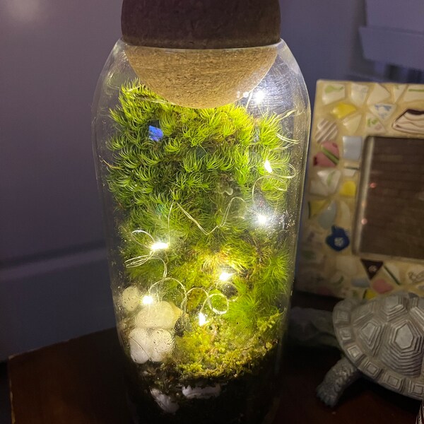 Complete Closed Terrarium Kit With Live Plants & Moss – Bioactive ...