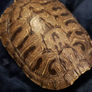 Baby Map Turtle Shells 2 3.5 Inch Sizes Available TU9 - Etsy