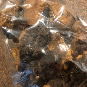 Chaga Mushroom Chunks 1lb Wild-foraged Naturally Dried Maine Chaga ...