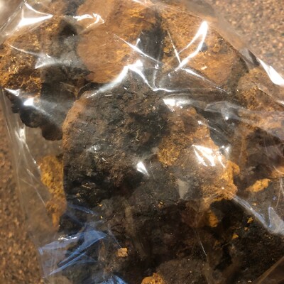 Chaga Mushroom Chunks 1lb Wild-foraged Naturally Dried Maine Chaga ...
