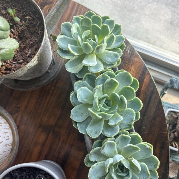 Sedum Angelina Rare Succulent Live Plant - Etsy