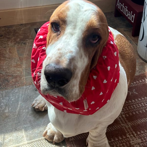 Cotton White Dog Snood tuti-fruti Muslin Cocker Spaniel Snood Basset ...