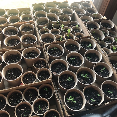 30 Scabiosa Formula Mix Seeds - Etsy