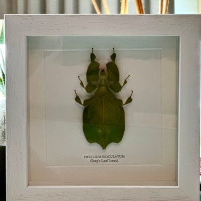 The Luna Moth in Box Frame actias Luna - Etsy