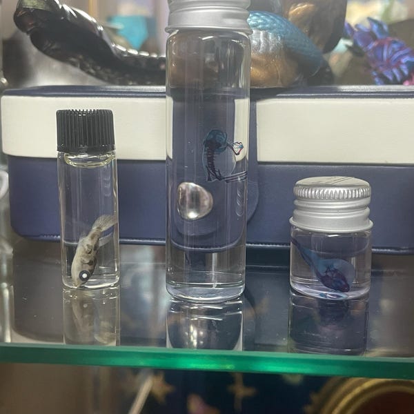 Diaphonized Specimen. Diaphonized Puffer Fish. Balloon Fish. Skeleton ...