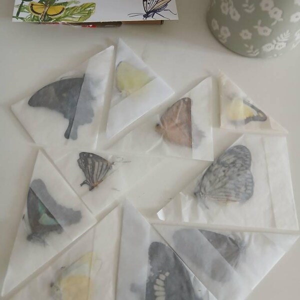 World's Largest Cicada Species 7-8" Wingspan | Megapomponia Merula ...