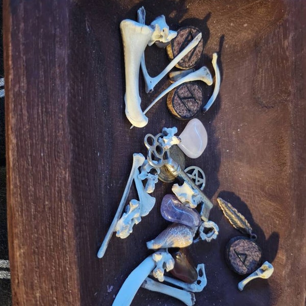 Small Bone Groups: Wild Animal Bones Toe/hoof/disc. Professionally ...