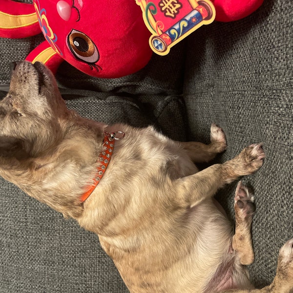 11.5 to 15.5 Inch Neck, Red Spike Dog Collar, Medium Dog or Large Puppy ...