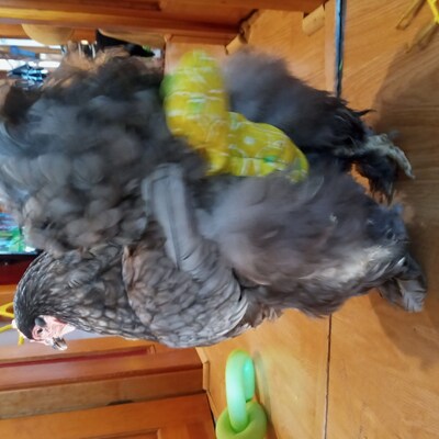 Chicken Diapers Large Perfect Chicken Diaper for Large Hens or Medium ...