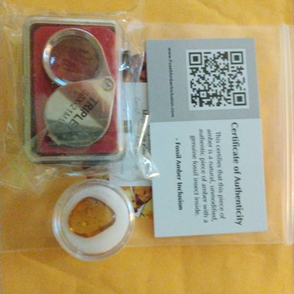 GENUINE Fossil Insect Inclusion in Burmese Amber Kit - Includes ...
