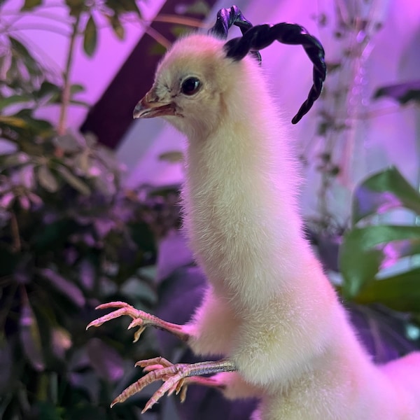 Made to Order. Sixteen Legged Centipede Chicken Taxidermy Curiosity by ...