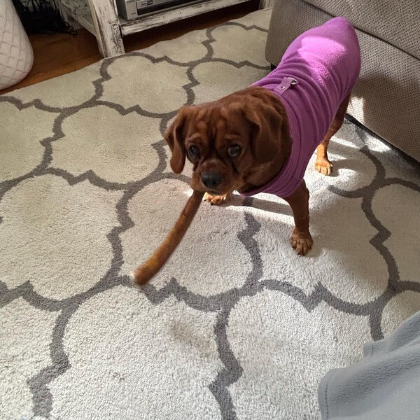 Lof Dog No Pull H-type Harness With Handle, Designed to Fit Dogs Body ...