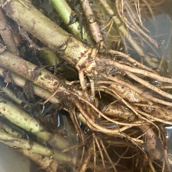 Swamp Sunflower Helianthus Augustifolius/simulans Root Clumps ...