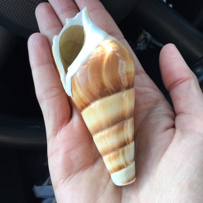 The Magic Conch Mini Size Caramel by Shellpipe free Pipe & Screens W ...