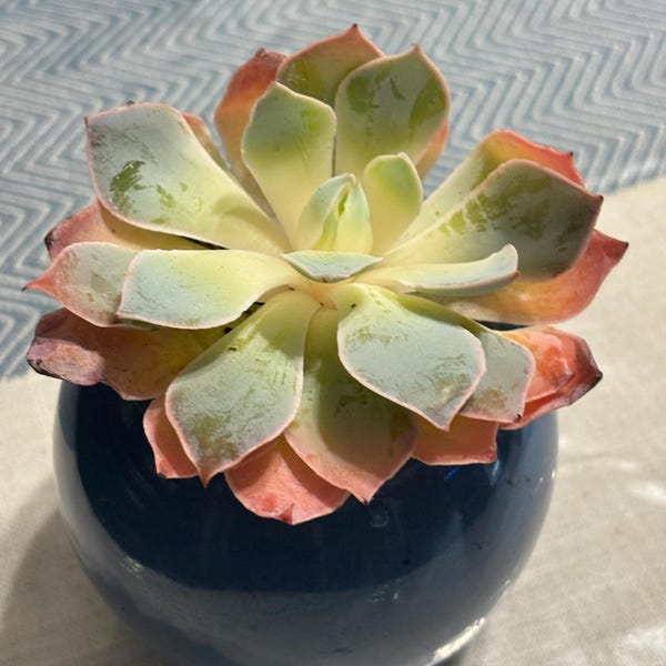 Echeveria Ball of Fat-succulent - Etsy