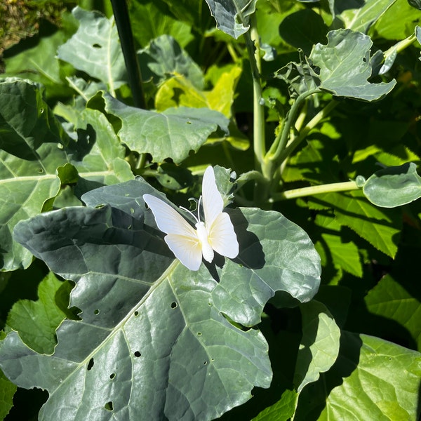 12 Cabbage Moth Decoy, White Butterfly on Stake, Cabbage Moth Decoys - Etsy