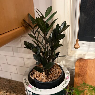 Black ZZ Raven Nova Star Plant Live Easy Care Houseplant Zamioculcas ...