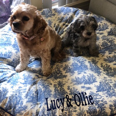 Sage Windowpane Dog Bed Duvet, Modern Farmhouse Dog Bed Cover, Classic ...