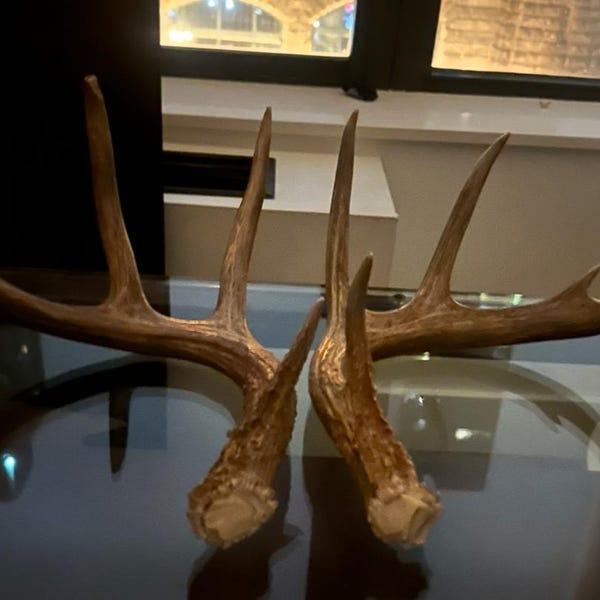 2 Pack Deer Antler. Whole Deer Antler. Craft Grade. Grade A Antlers ...