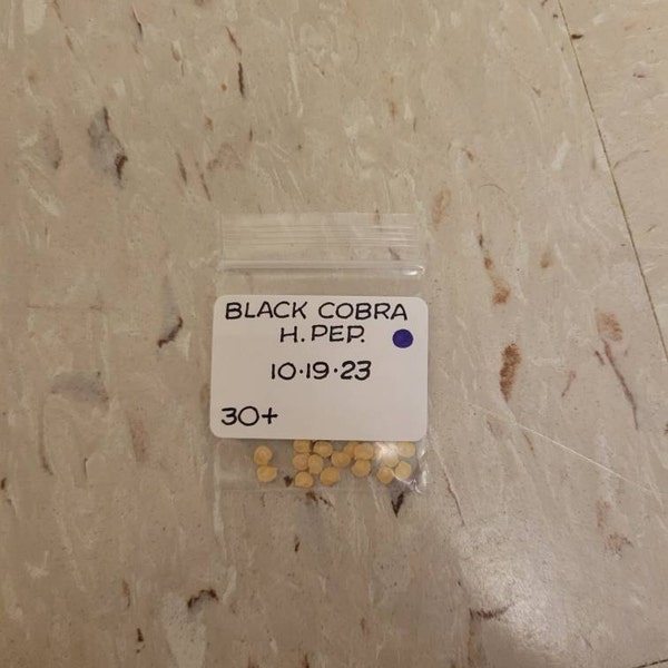 Black Cobra Rare HOT Pepper. 30+ Freshly Harvested Seeds for 2026 - Etsy