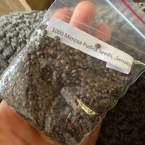 10 Ibicella lutea Seeds Martynia lutea Proboscidea lutea | Etsy