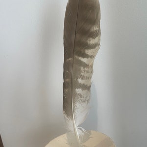 One Hawk Feather, Buzzard Feather, Raptor Bird of Prey Wing Feather ...